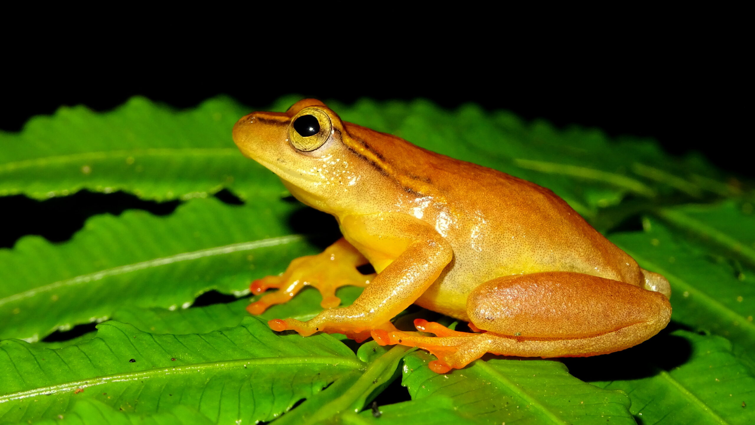 Malawi – Ruben Foquet